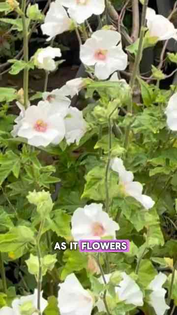 How lavatera marshmallow ice white brightens patio containers