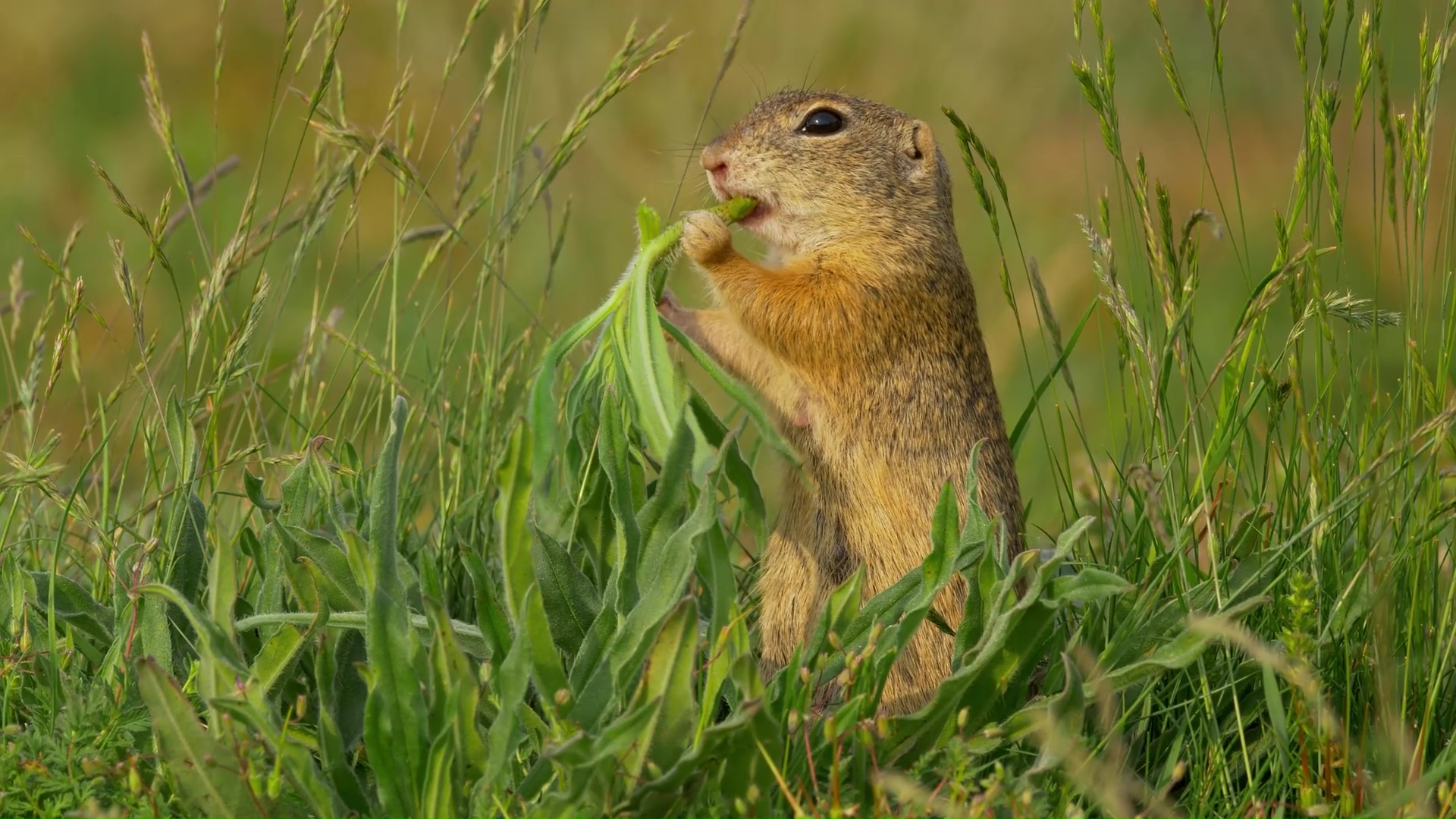 Ardilla terrestre disfrutando su comida mientras vigila depredadores