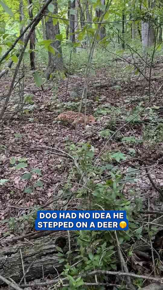 Baby deer's camouflage leaves dog completely fooled