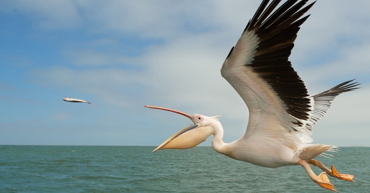 10 pelican facts that sound made up but are true