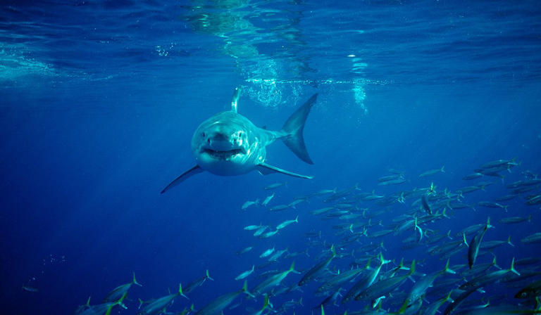 Diver captures incredibly rare sighting of great white shark in ...