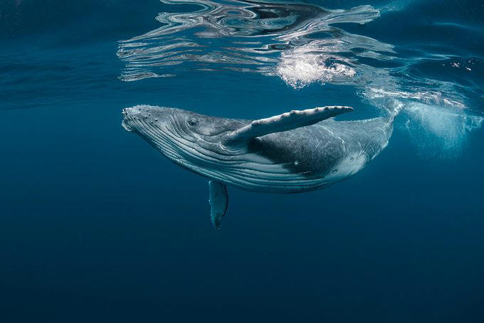 20 of the most incredible underwater photos ever taken