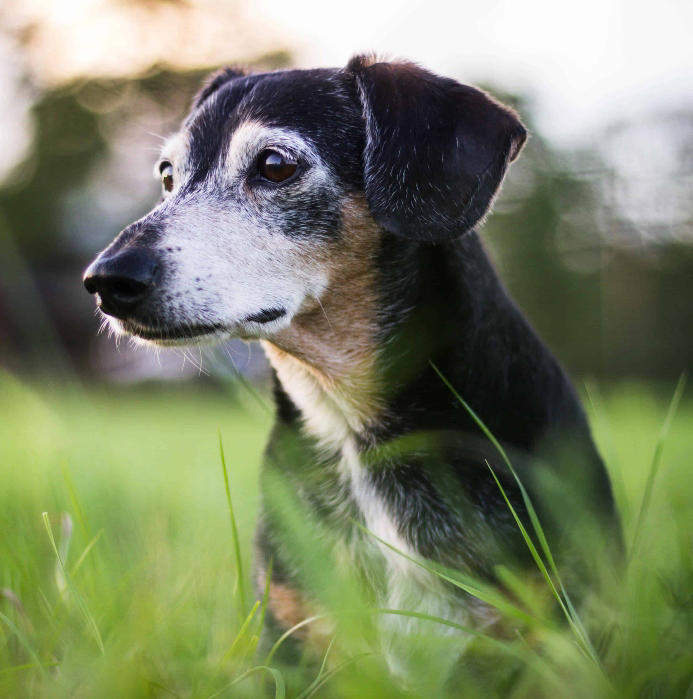 Keep your aging dog healthy and happy with these proven nutrition tips