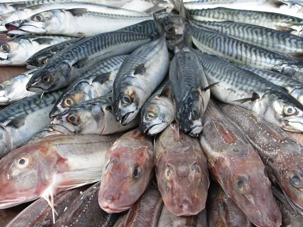 How to tell if fish is fresh without smelling it