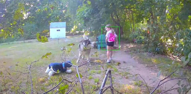 Little girl steals neighbour’s husky and replaces him with stuffed toy ...