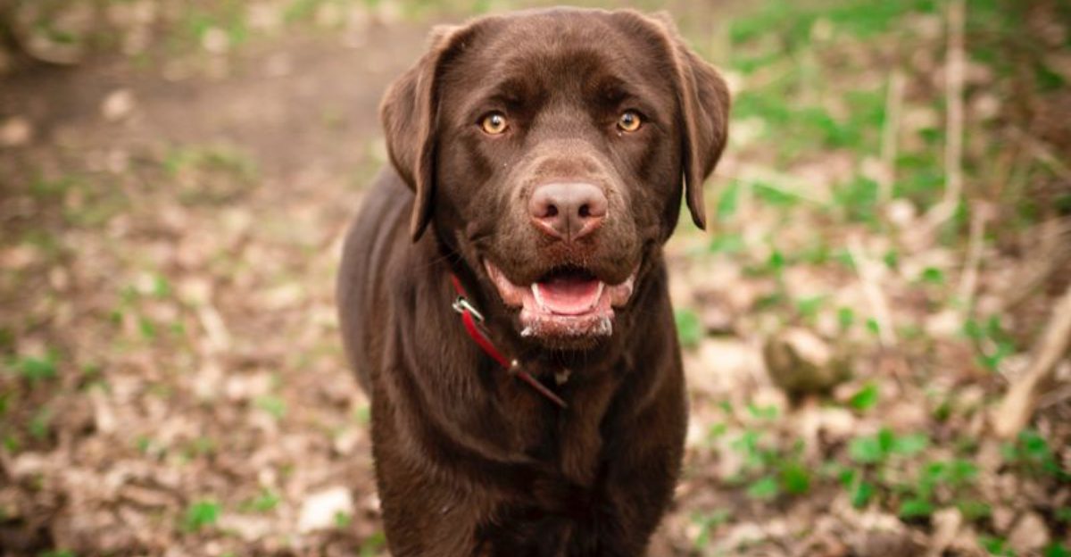 These 13 medium-sized dogs can handle family chaos all day and still ...
