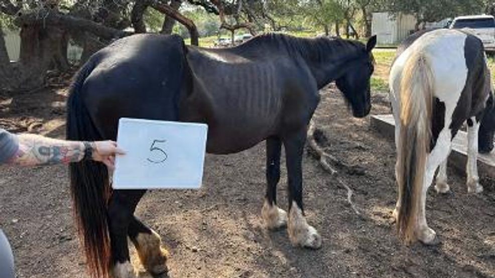 23 horses seized following multiyear neglect investigation