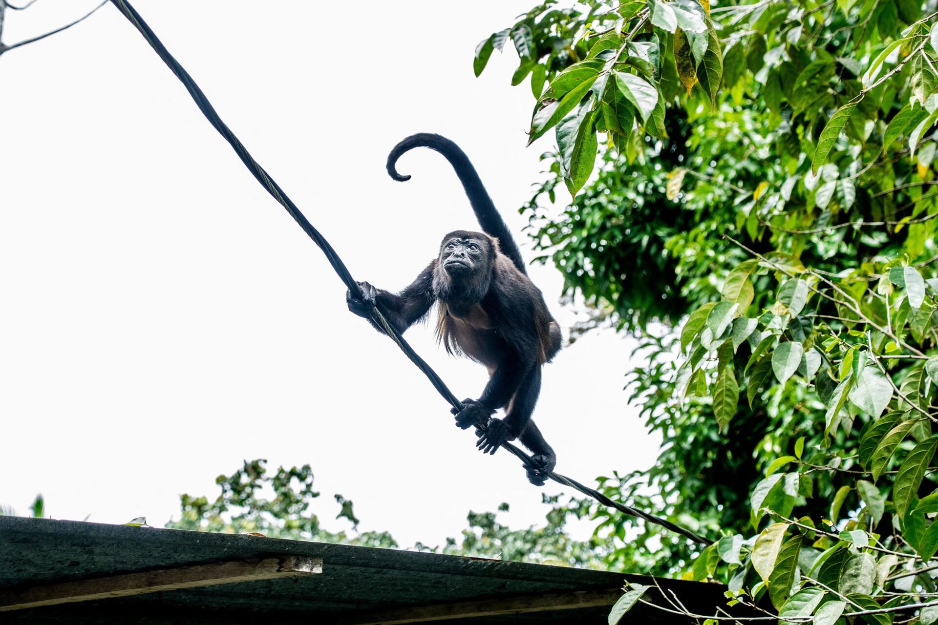 Danger of electrocution: The serious problem facing howler monkeys