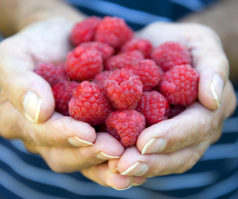 What to do with raspberry plants in June for the best yields of sharp ...