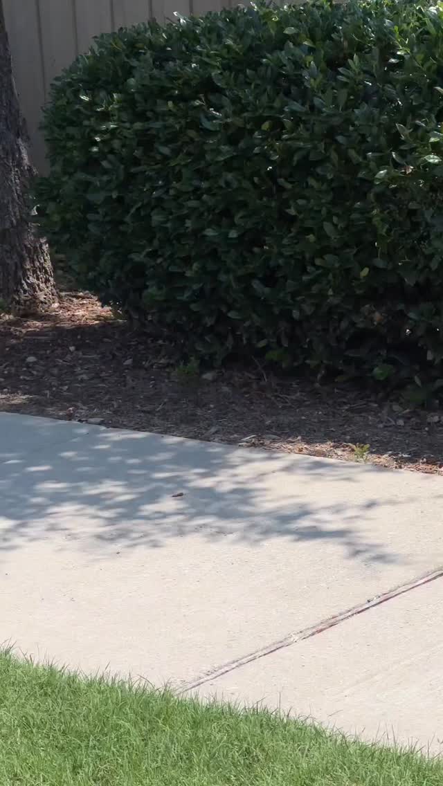 What type of squirrel is this?