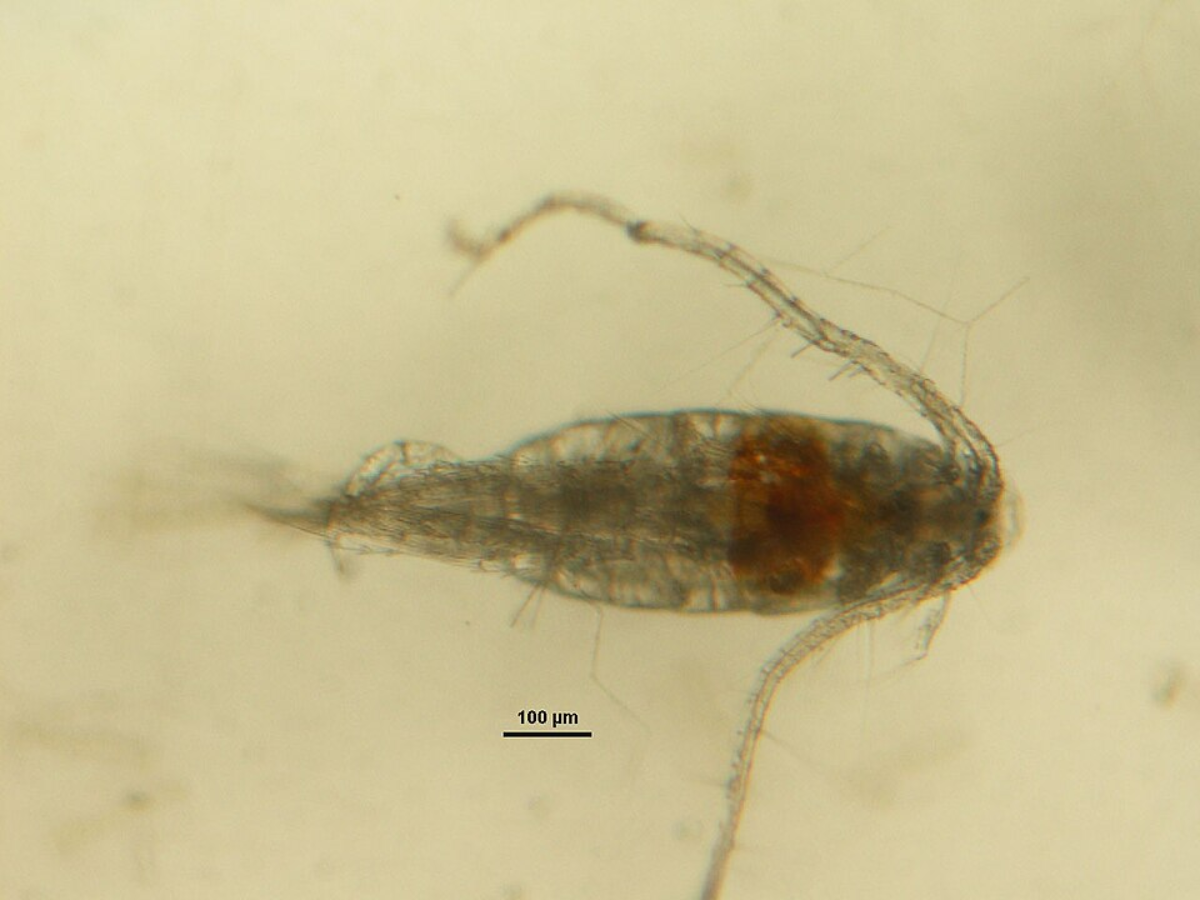 In the 1960s, acid rain poisoned Ontario's lakes, and the smallest ...