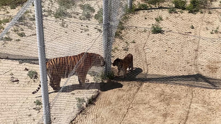 Kazahsztán: amuri tigriseket engednek szabadon a kihalt turáni tigris ...