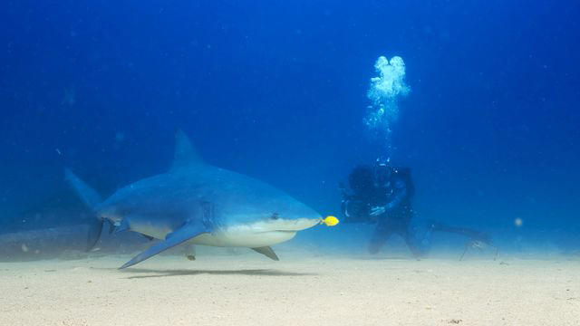 Hammerhead shark sightings are dwindling, and Sharkfest 2026 is ...