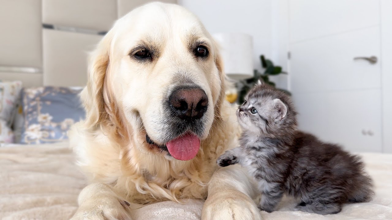 Golden retriever meets a very chatty tiny kitten