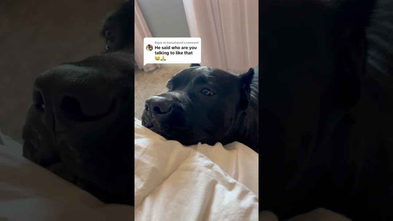Cane corso's back talk leaves owner speechless