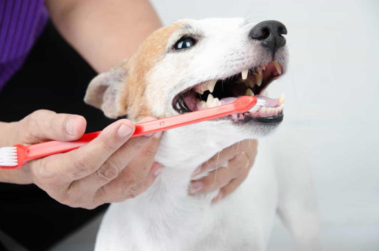 Keep your aging dog healthy and happy with these proven nutrition tips