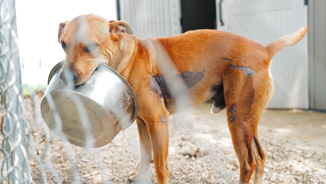 Monty’s return underscores challenges for senior shelter dogs