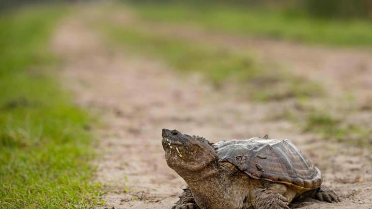 Herd of horses meeting a snapping turtle for the first time has the ...