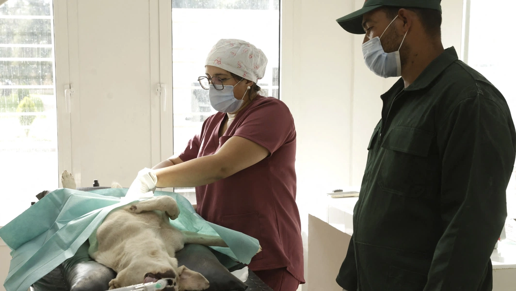 Keeping your dog healthy for life