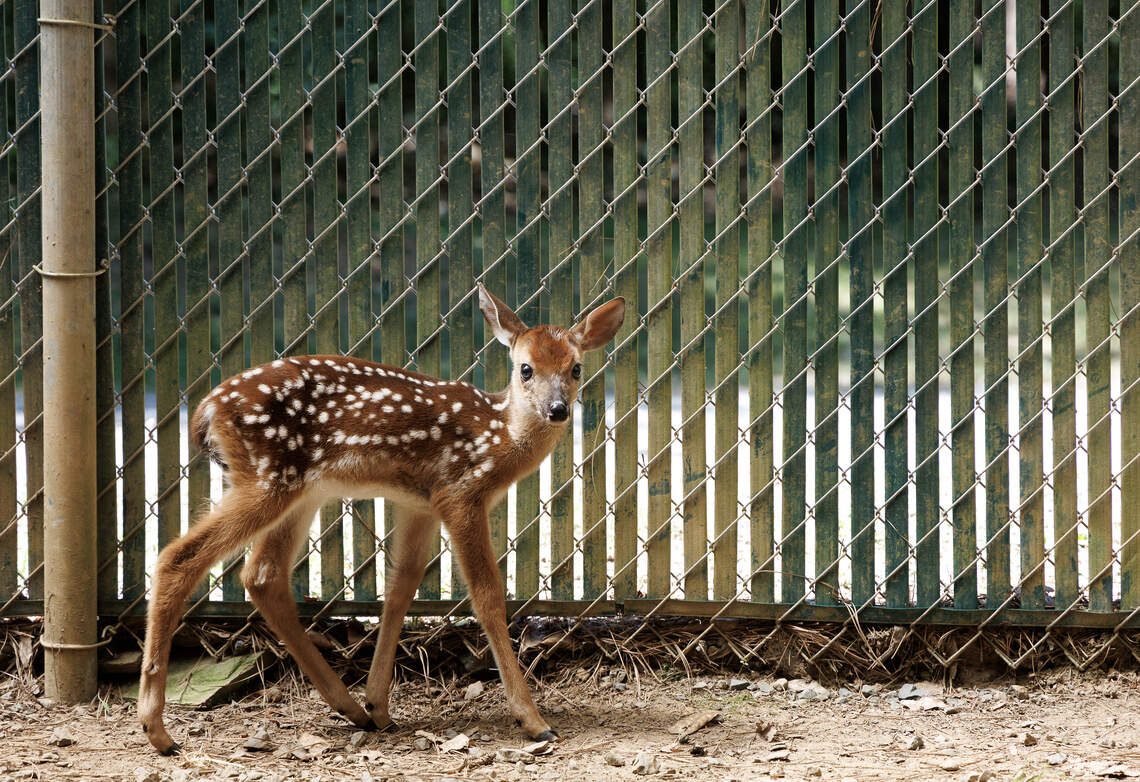 This year, an NC animal rescue will take in 150 baby deer orphaned by ...