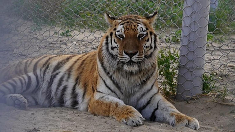 Kasachstan setzt Amur-Tiger aus: Turan-Tiger sollen zurückkehren