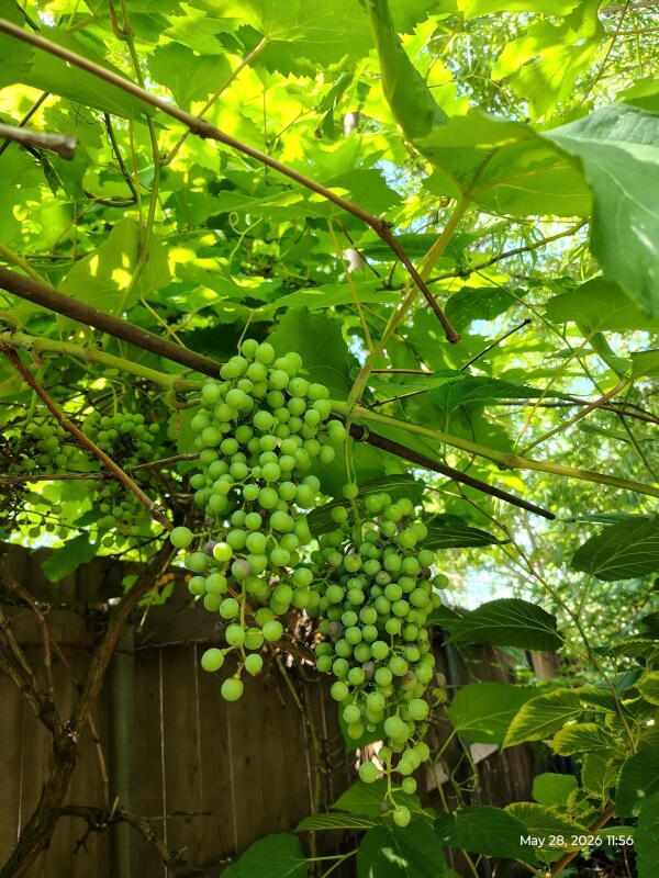 Mystery backyard berries found in Dallas turn out to be muscadine grapes