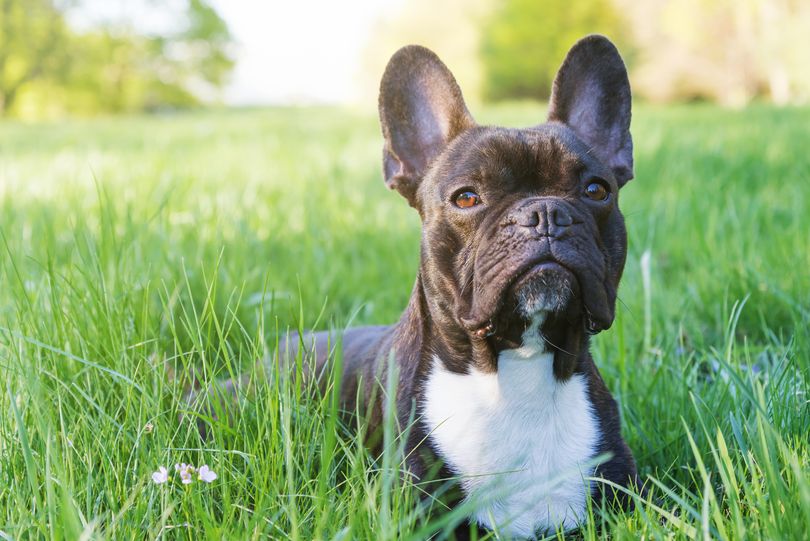 Truth about 67 dog breeds as experts say 'they won't be banned'