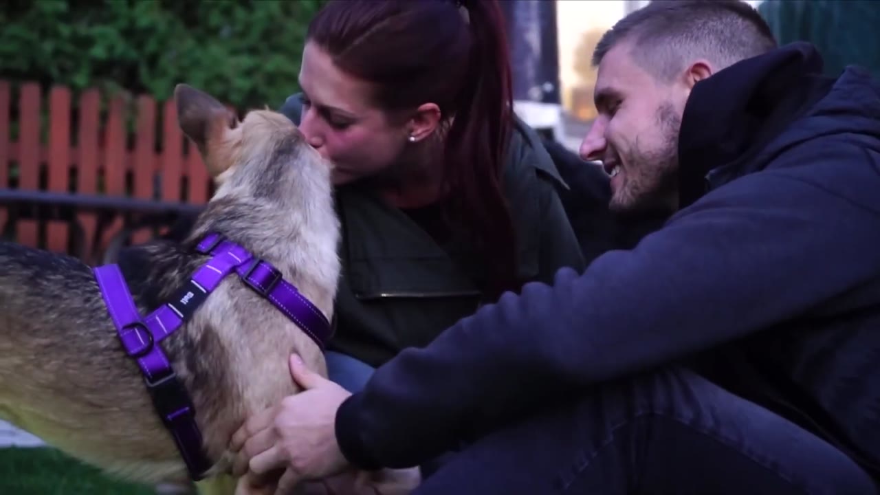 This dog’s scar felt like a death sentence - until someone saw his worth