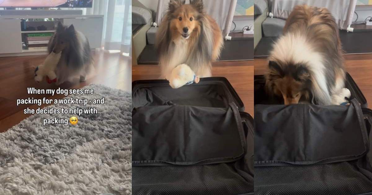After dog helps mom pack for work trip, internet has some thoughts