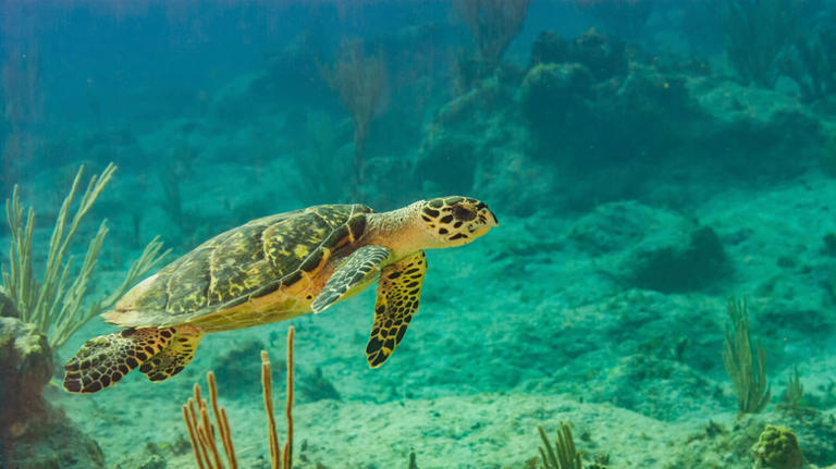 The Caribbean's off-the-beaten-path hidden paradise is full of warm ...