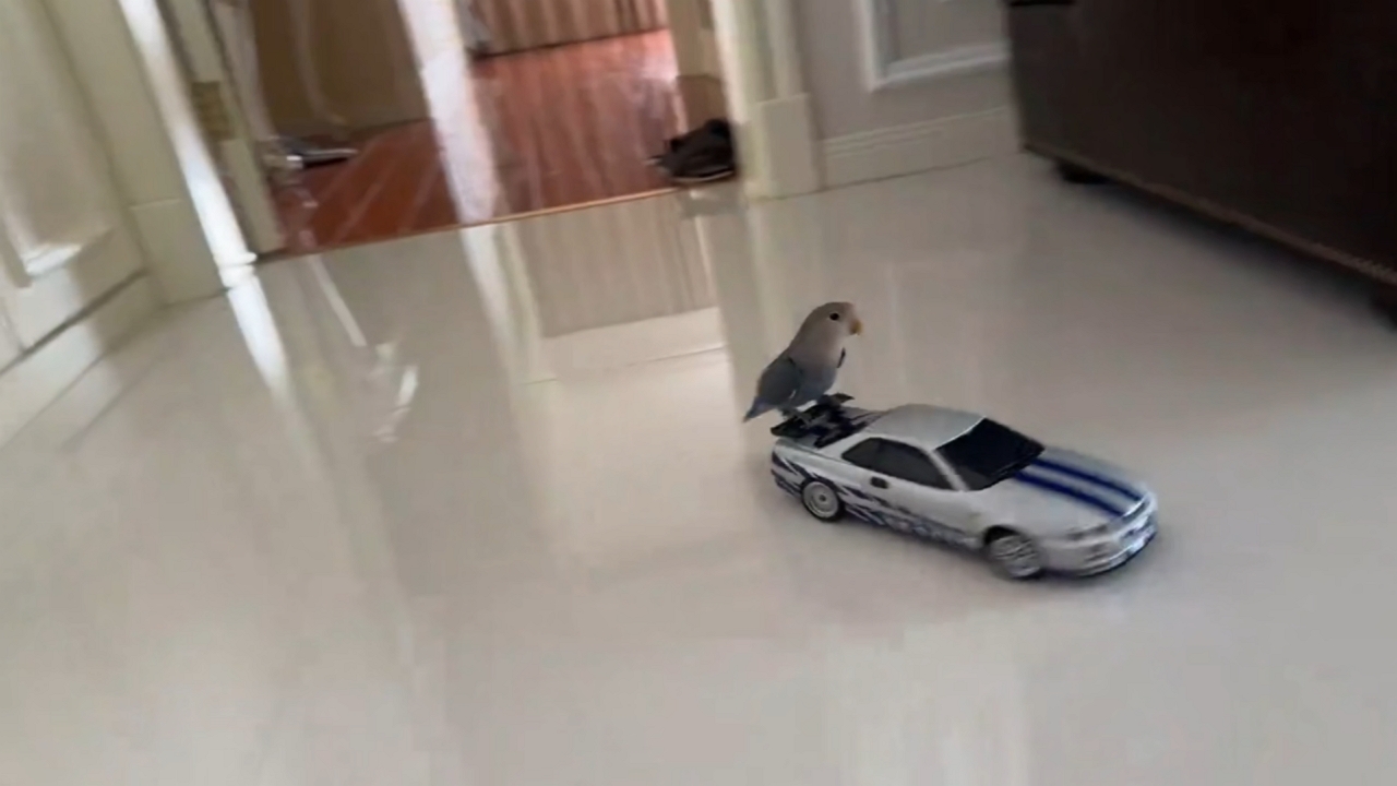 Parakeet cruises on toy car in Beijing home