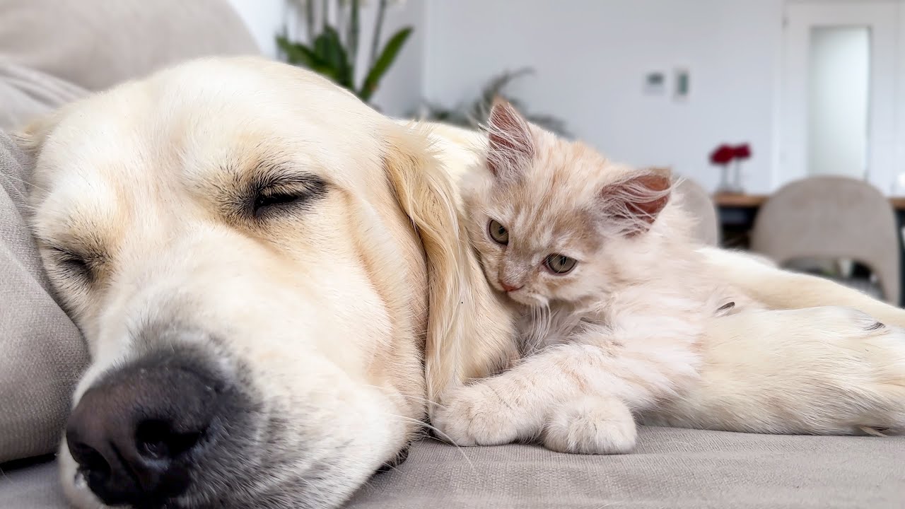 Golden retriever gets woken by the tiniest kitten