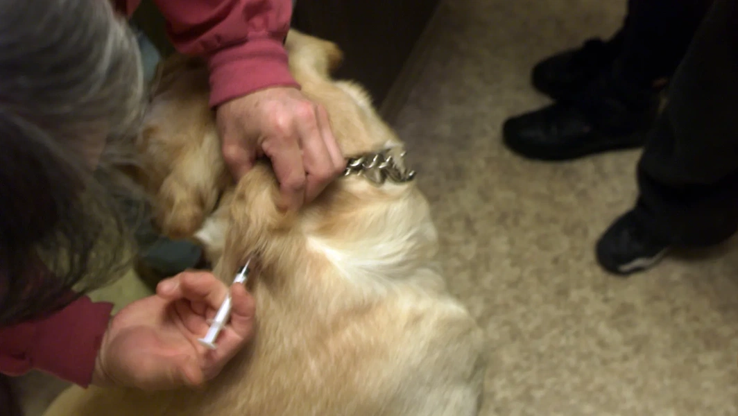 Keeping your dog healthy for life