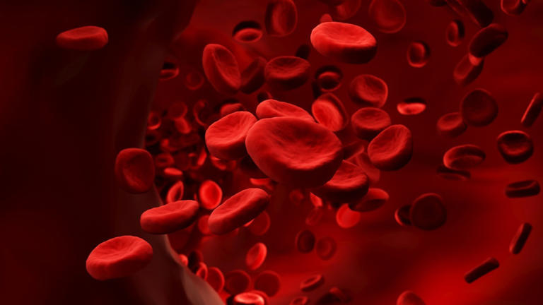 The human body makes about 2 million new red blood cells every single ...