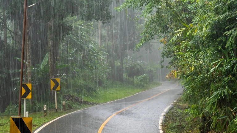 Do trees save rain water? How do they manage to preserve this water?