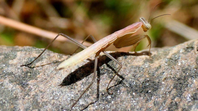 La mantis recién salida de su ooteca
