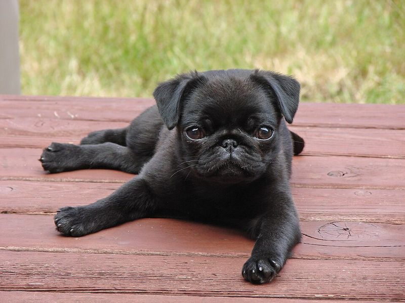 10 dogs that turn bedtime into comedy – plus 3 that treat owners like ...