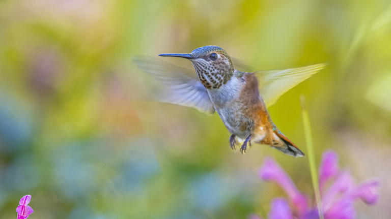 Not salvia, not zinnia: The fragrant flowering tree hummingbirds can't ...