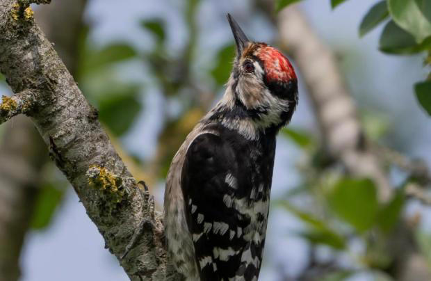 Endangered bird rarely seen in person pictured by eagle-eyed photographer