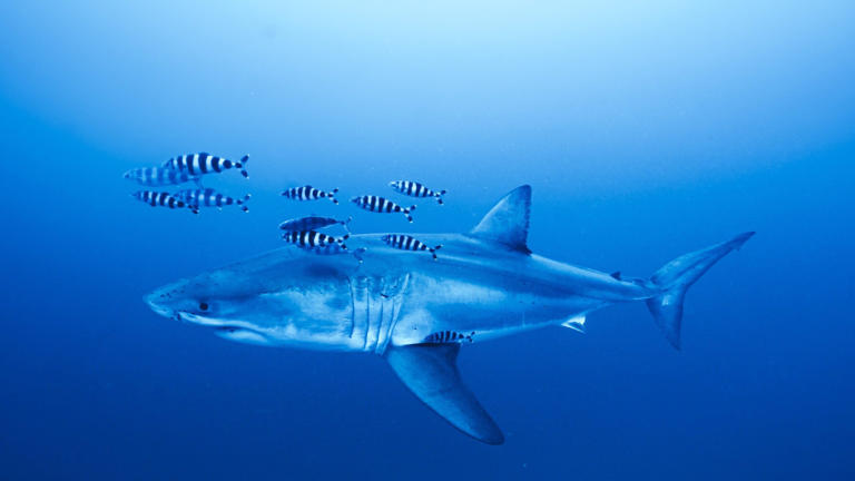 Moment great white shark filmed in Mediterranean for first time