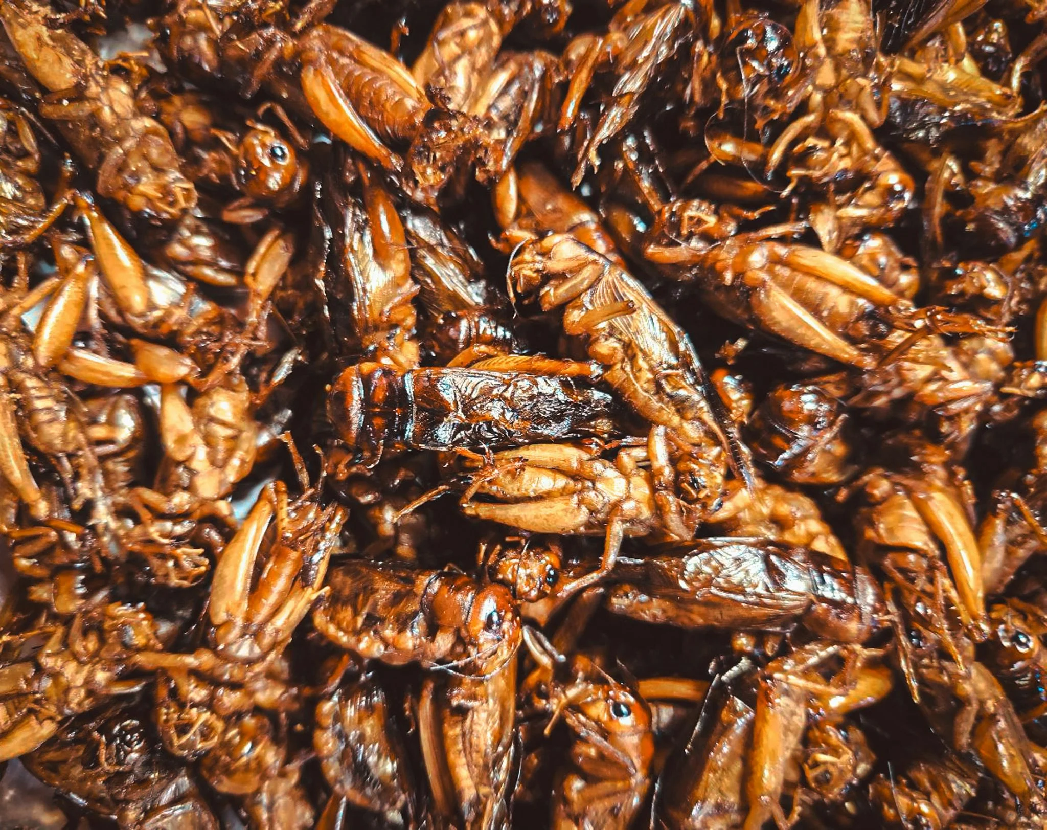 Los neandertales se daban festines de insectos, pero los sapiens los ...