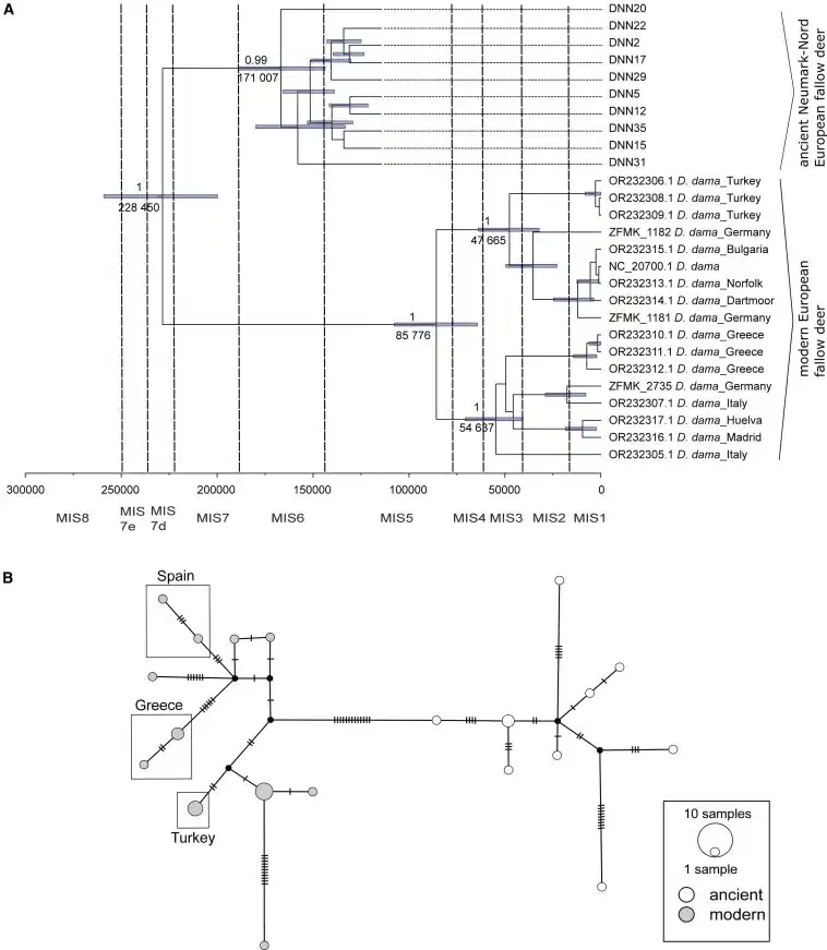 120,000-year-old deer fossils reveal lost genetic diversity across Europe