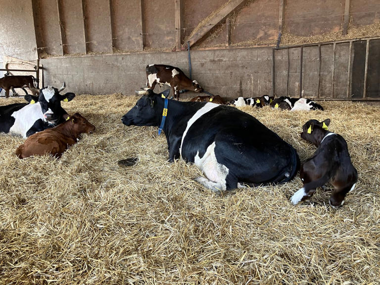 Sie sind so entspannt, dass sie die Kinder anderer aufnehmen und großziehen