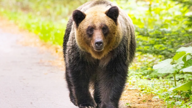 Nearly 100 schools shut in Japan as bear evades police for days