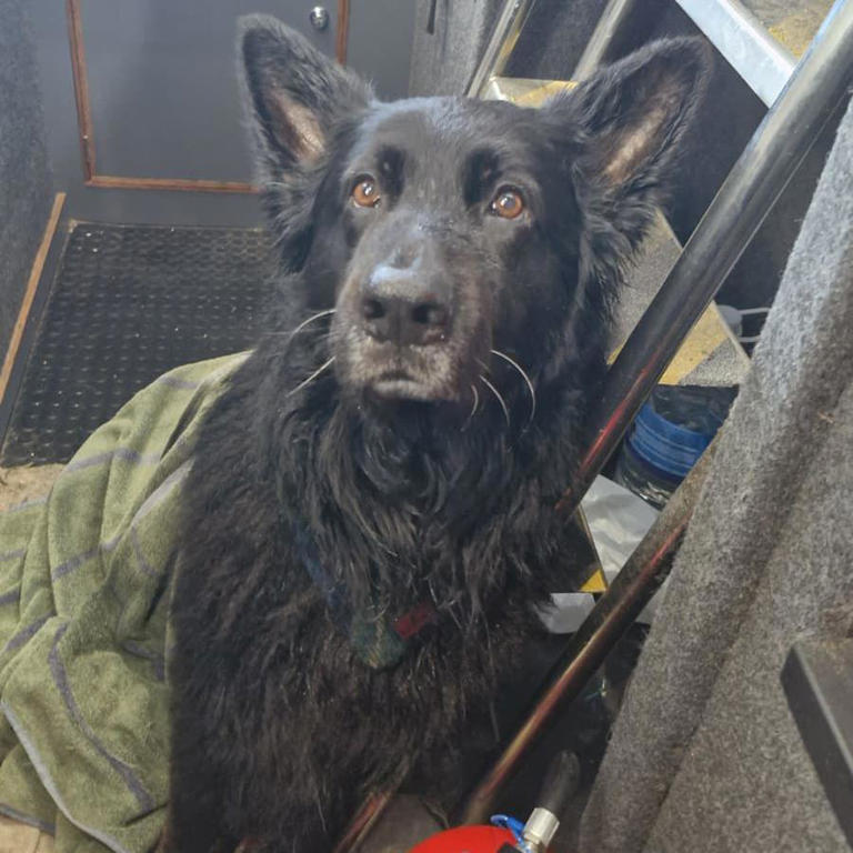 Bruce the dog rescued from kayak lost at sea