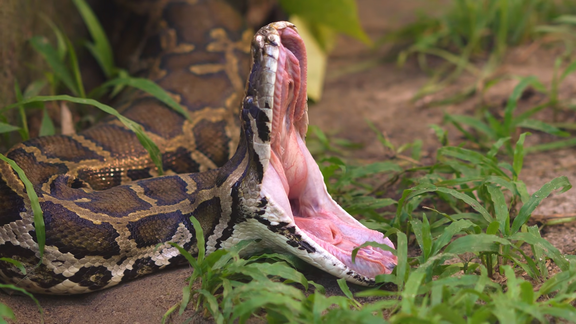 This python killed a hotel security guard as guests watched in horror