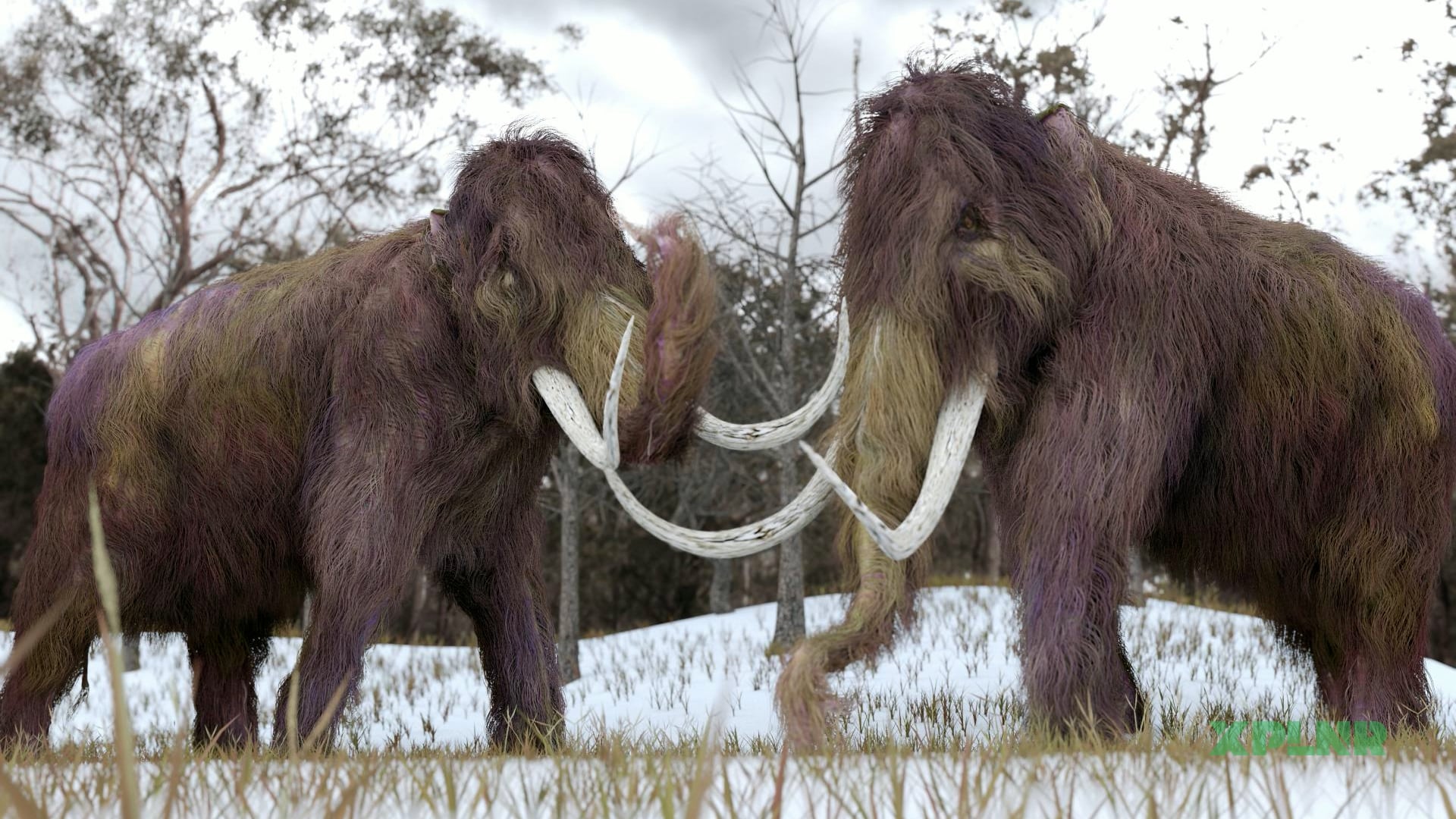Can we bring animals back from extinction?