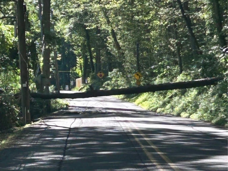 Fallen tree closes Route 32 in Solebury Township