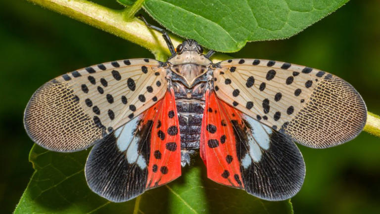 NY’s invasive species awareness week kicks off