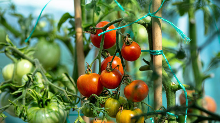 12 simple tips and tricks to make your tomatoes grow faster